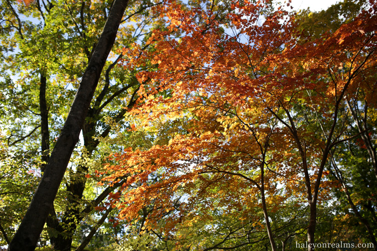 Autumn Foliage, Nikko.